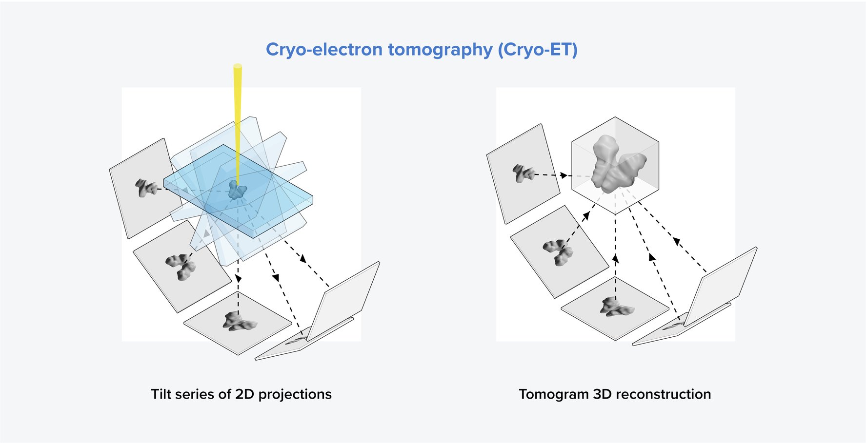 What is the difference between cryo-EM and cryo-ET?